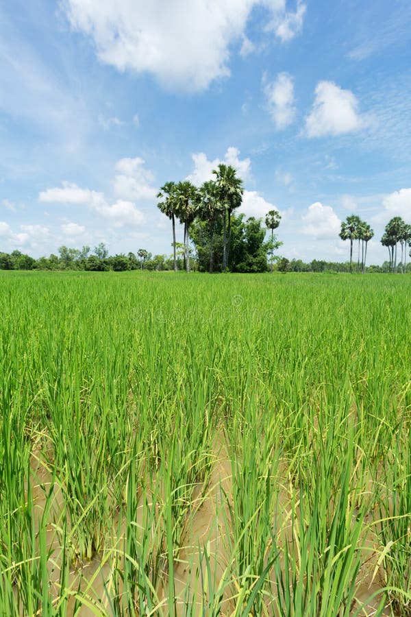 Rice Paddy stock photo. Image of paddy, field, grass - 34239864