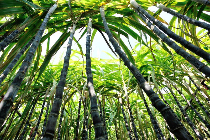 Rice paddy amd sugarcane stock image. Image of paddy - 49220829