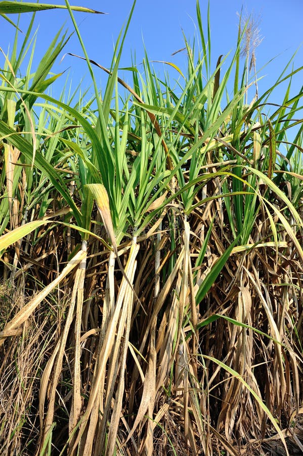 Rice paddy amd sugarcane stock photo. Image of rice, sugarcane - 50402882