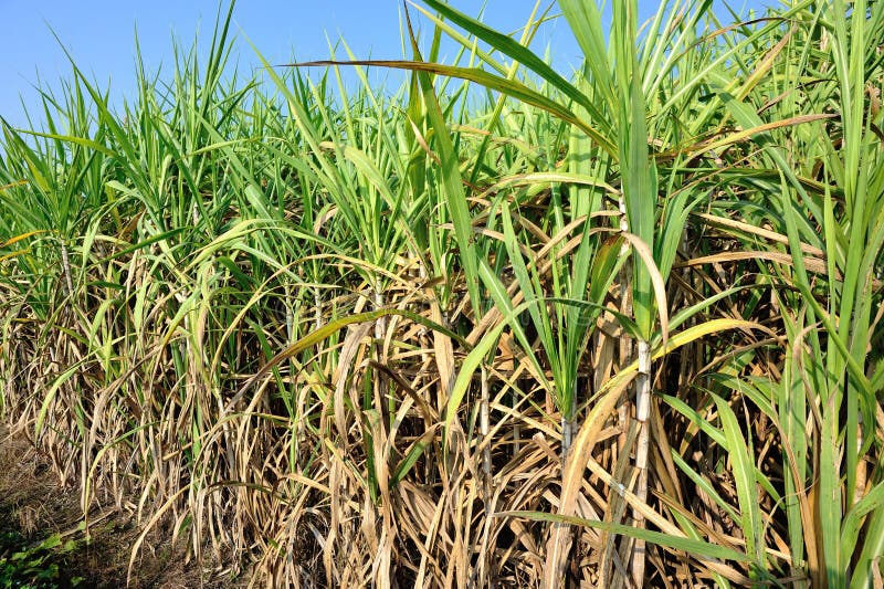 Rice paddy amd sugarcane stock photo. Image of nature - 50947244