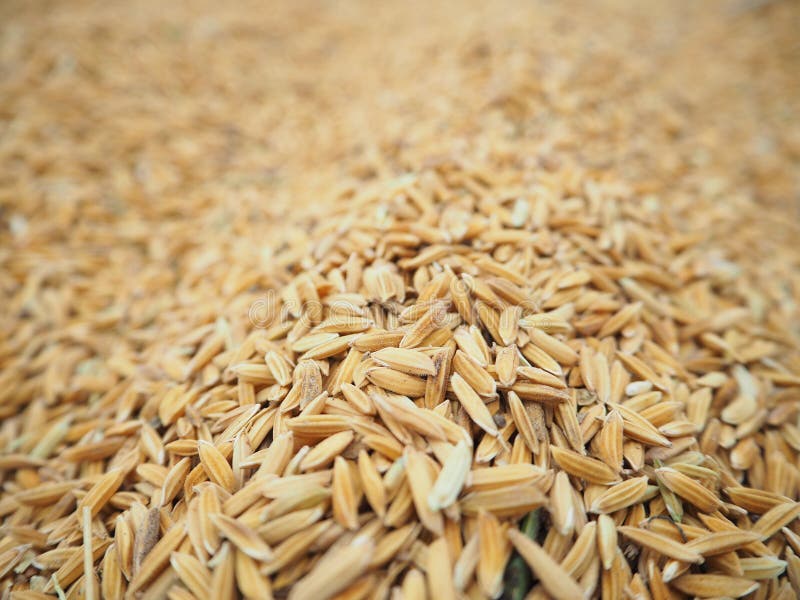 Rice and paddy stock photo. Image of abstract, flora - 63448340