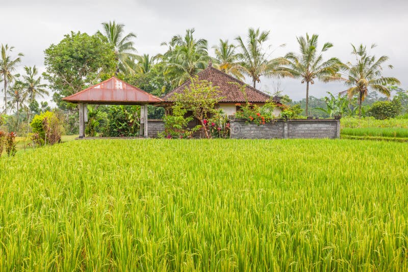 Rice Paddy in Bali stock image. Image of travel, tourism - 171859347