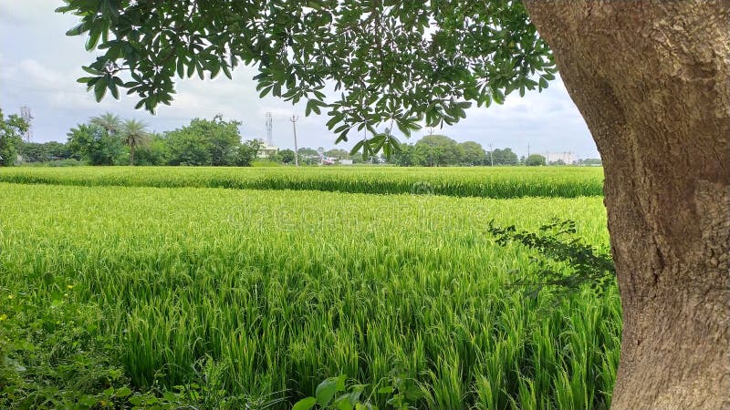 The Rice Paddy and Big Natural Tree Stock Photo - Image of plant, green ...