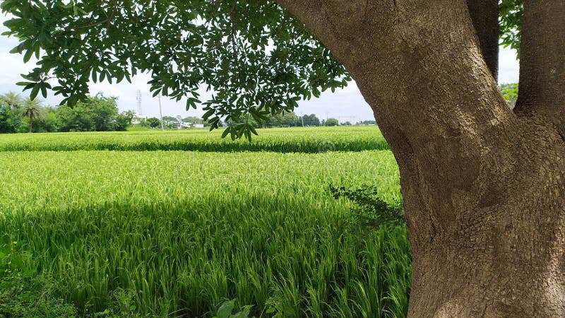 The Rice Paddy and Big Tree Stock Image - Image of shrub, field: 189698159