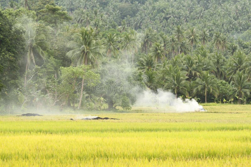 Rice Paddy Burning stock image. Image of harvest, asia - 37763089