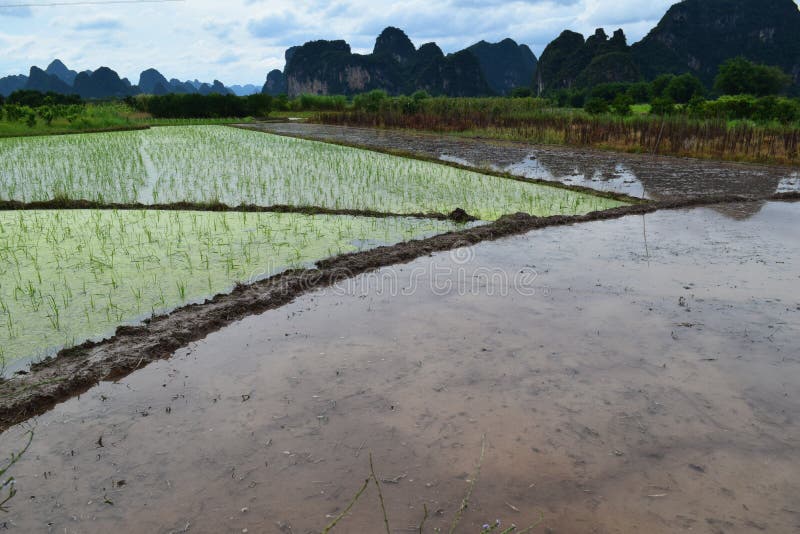 Rice Paddies, China stock photo. Image of rice, terrace - 13037210