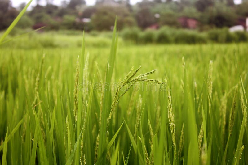 Paddy Close View after Cuttinging Stock Photo - Image of paddy ...