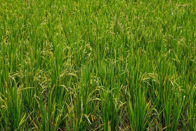 Full Grown Paddy Stock Photos - Free & Royalty-Free Stock Photos from ...