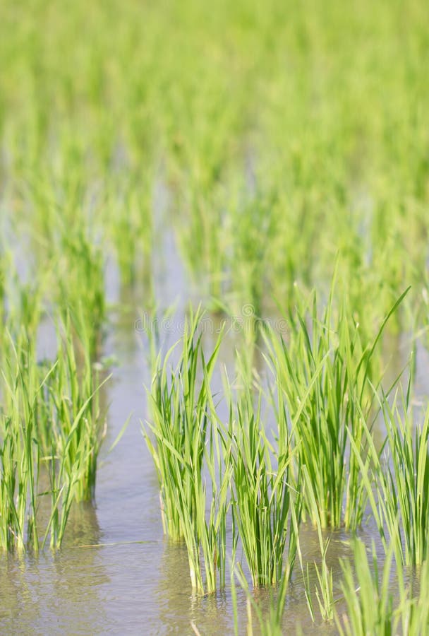 Rice Paddy. stock photo. Image of countryside, foliage - 34913894