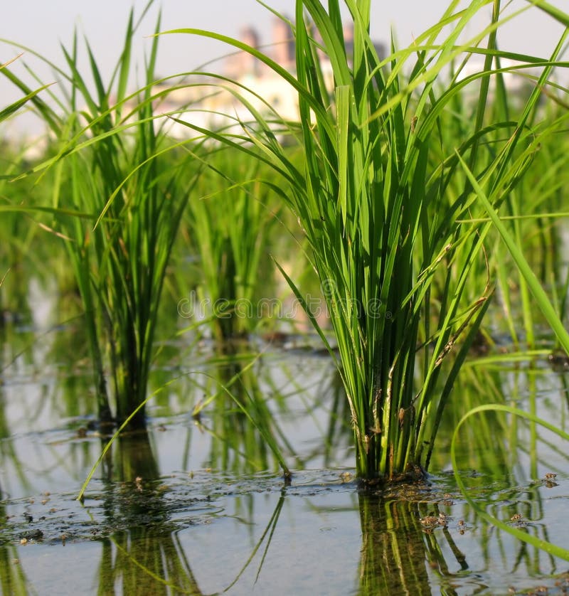 Rice Paddy Closeup stock image. Image of aquatic, water - 1966507