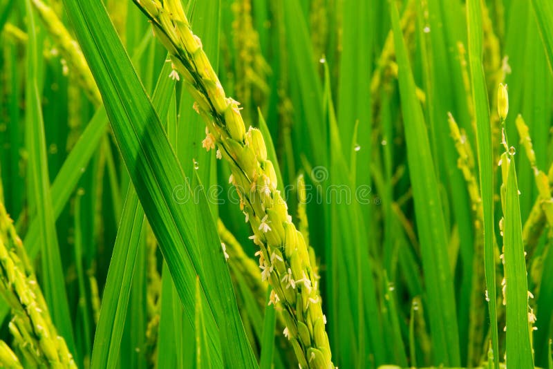 Rice paddy closeup stock photo. Image of food, field - 31676192