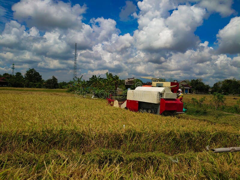 Rice paddy cutting machine stock photo. Image of harvest - 343538356