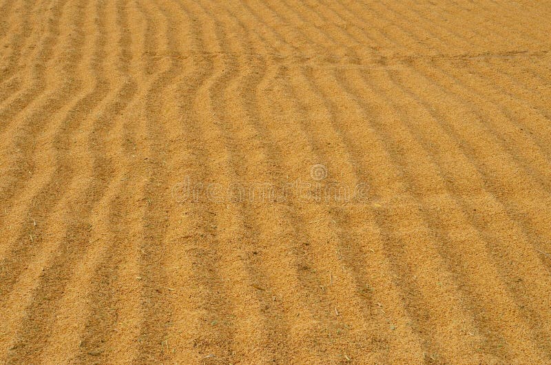 Rice paddy stock image. Image of harvest, nature, agriculture - 82326887