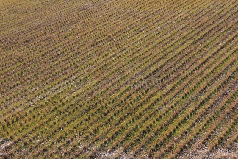 Rice paddy in early spring stock image. Image of autumn - 110175435