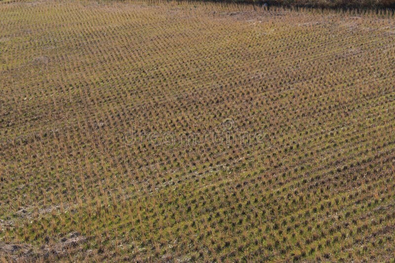 Rice paddy in early spring stock image. Image of flat - 110175481