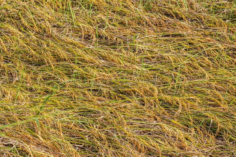 Rice Paddy Falling Down, Rice Field. Stock Photo - Image of grass ...