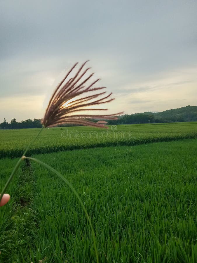 Rice paddy farm stock photo. Image of sunlight, meadow - 208860110