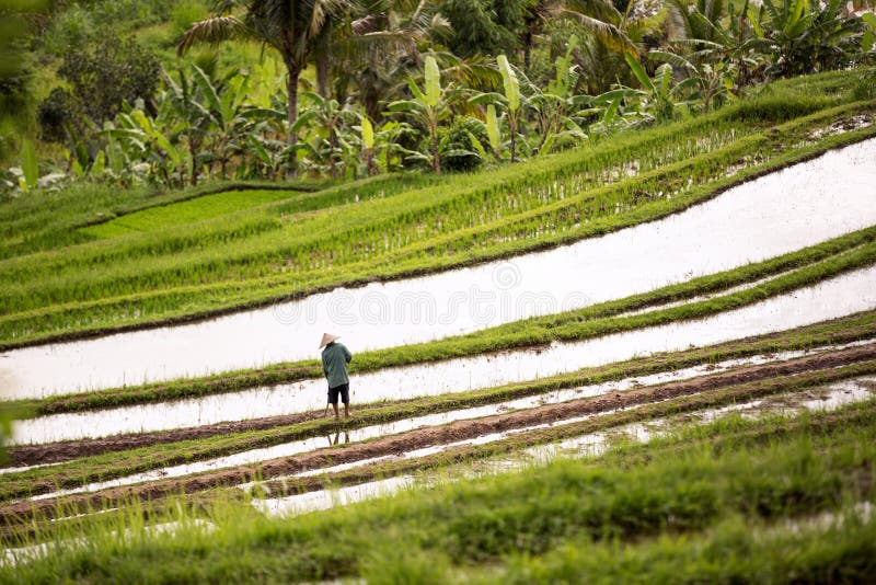 Rice paddy with farmer stock photo. Image of horizontal - 244582772
