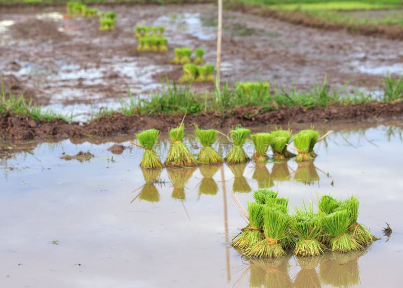 Rice in paddy field stock photo. Image of cultivate, healthy - 25725620