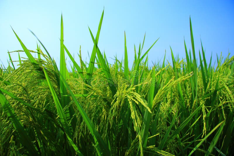 Rice Paddy Field stock photo. Image of asian, meadow, grain - 5297324