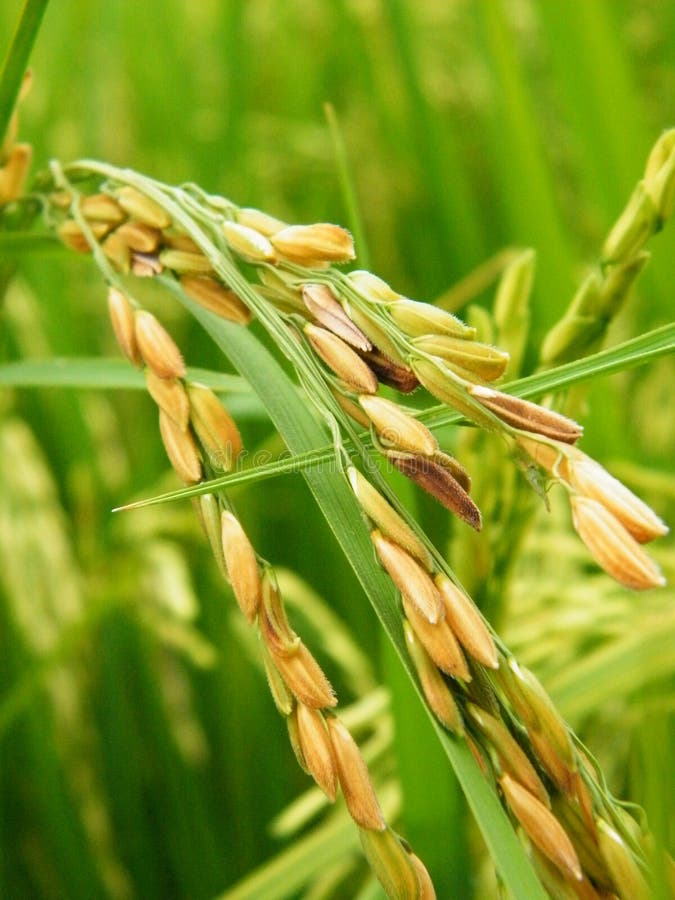 Rice paddy stock image. Image of season, thailand, paddy - 91486367