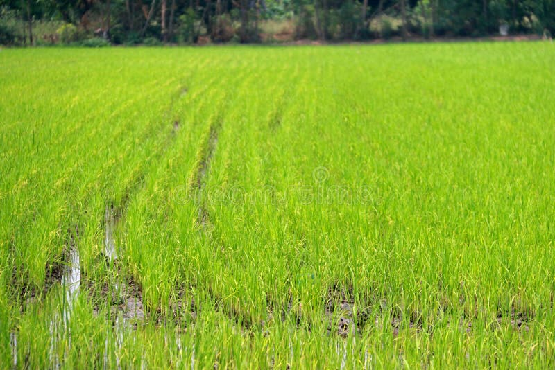 Rice Paddy Field of Agricultural at Rural in Thailand Stock Image ...