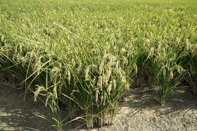 Rice paddy stock image. Image of paddy, albufera, nature - 86099627