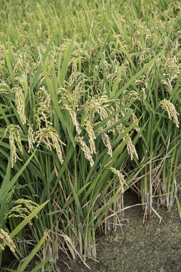 Rice paddy stock image. Image of agriculture, paella - 86099841