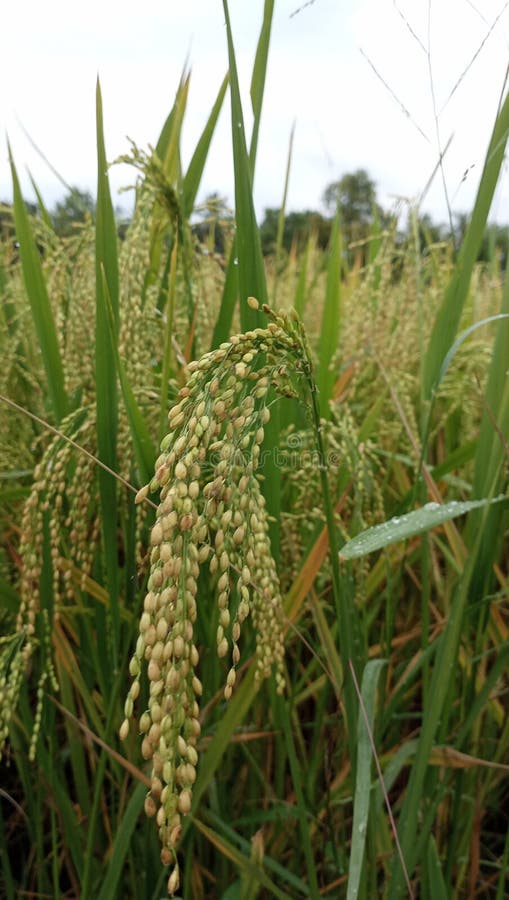 Good Harvest in the Paddy Field Stock Photo - Image of asia, herb ...