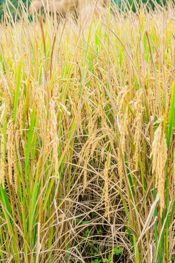 Rice Paddy in Field stock image. Image of farmer, close - 202235013