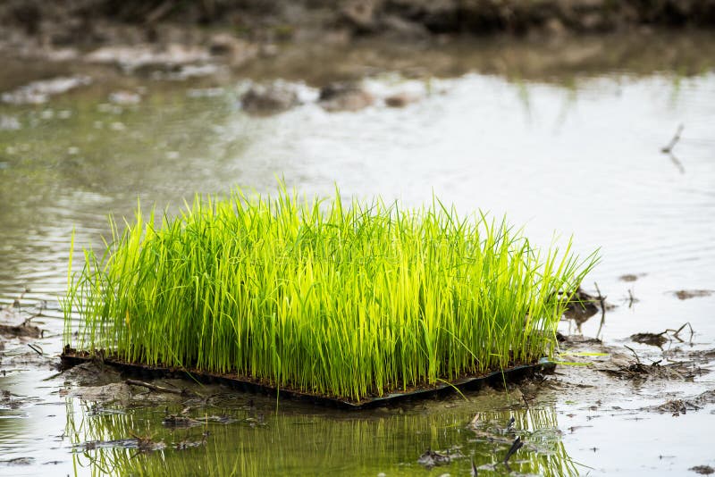 Rice in a Paddy Field Close Up. Stock Image - Image of paddy, plant ...
