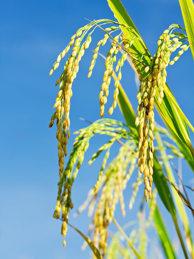Rice in a Paddy Field Close Up Stock Image - Image of beautiful ...