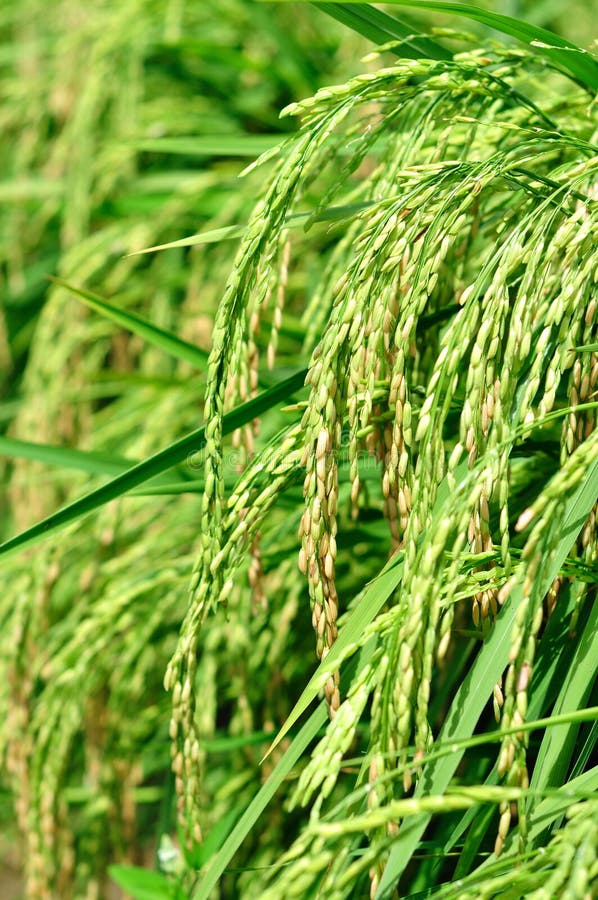 Rice Paddy in a Field stock photo. Image of farmland - 32262808