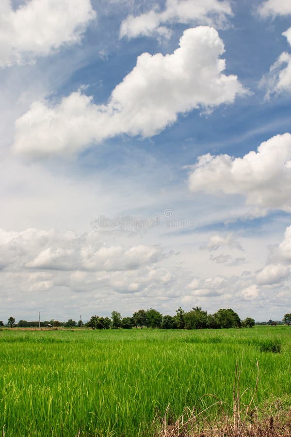 Rice Paddy Field and Cloudy Stock Image - Image of brightly, clean ...