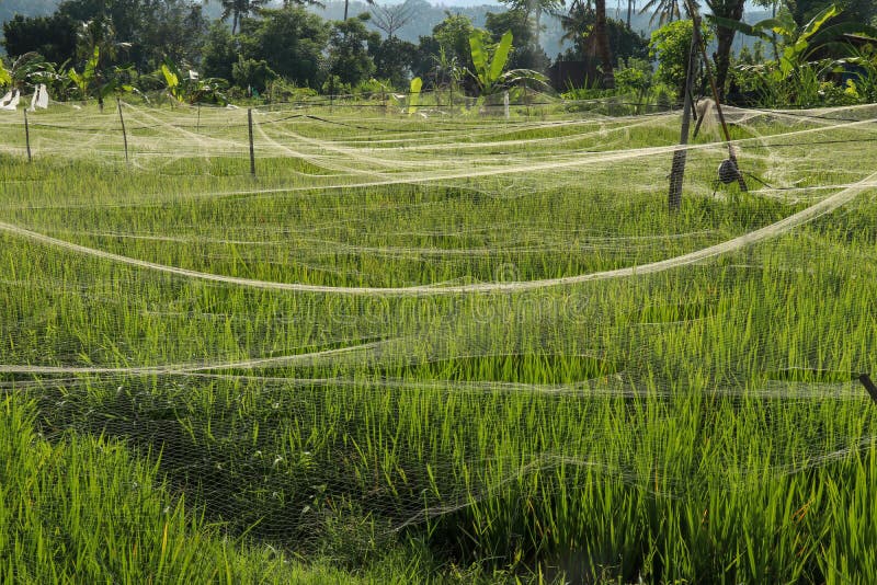 Rice Paddy Field Covering with Net for Preventing Birds. the Rice in ...