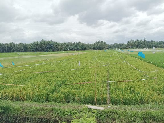 Rice Paddy Field Experiment Under Cloudy Sky Stock Photo - Image of ...