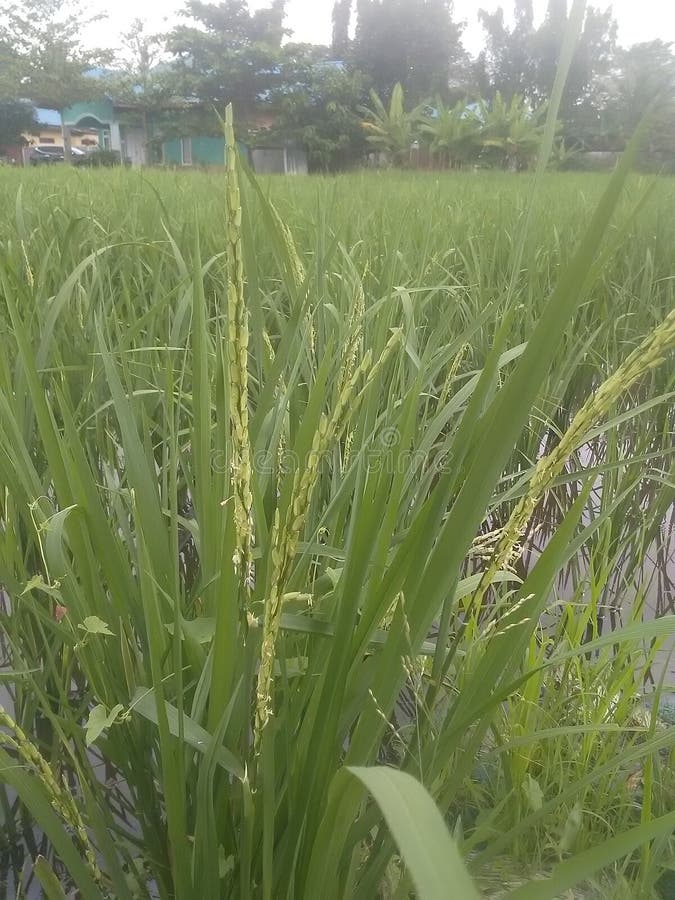 Rice paddy field farm stock image. Image of vegetable - 200654645