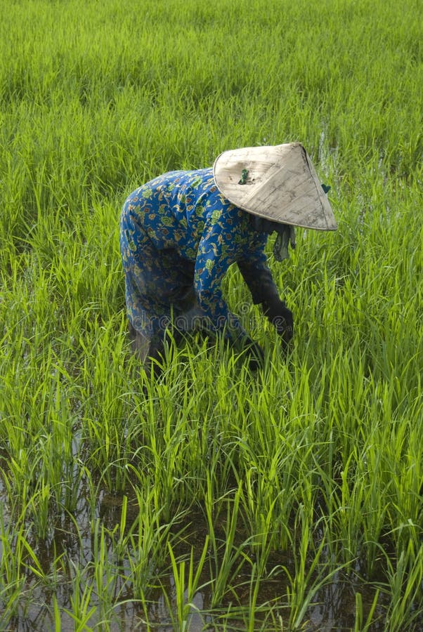 Rice Paddy Field Farmer stock photo. Image of ingredient - 4958040