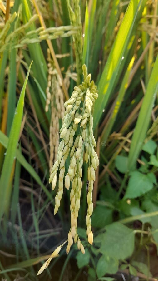 Rice Paddy in the Rice Field Stock Photo - Image of green, rice: 293126588