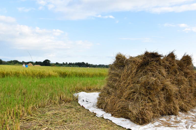 Rice paddy field stock photo. Image of cereal, brown - 201323776