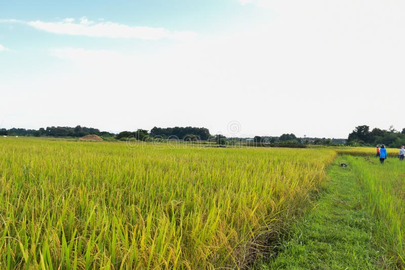 Rice paddy field stock photo. Image of meadow, cereal - 201323802