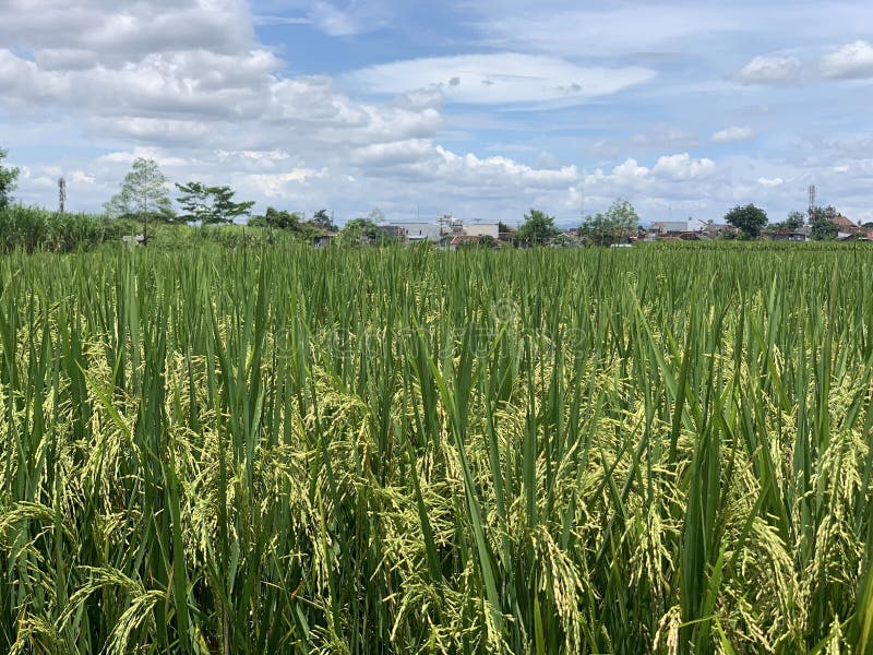 Rice or Paddy Field in Java, Indonesia Stock Image - Image of plant ...