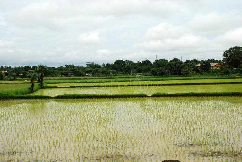 Rice Paddy Field - Landscape Stock Image - Image of cultivation, plant ...