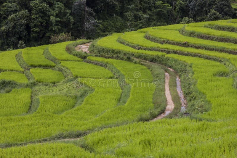 Rice Paddy Field stock photo. Image of production, crop - 99352552