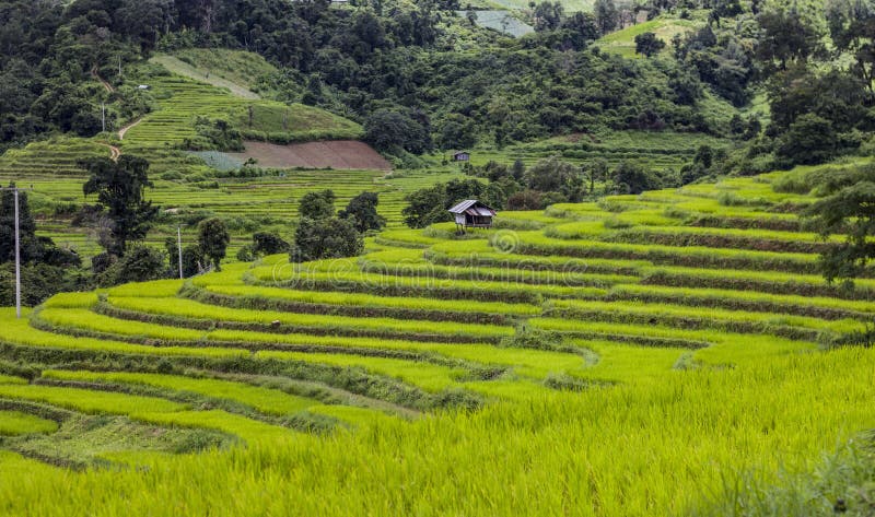 Rice Paddy Field stock image. Image of plant, asian, hillside - 99408823