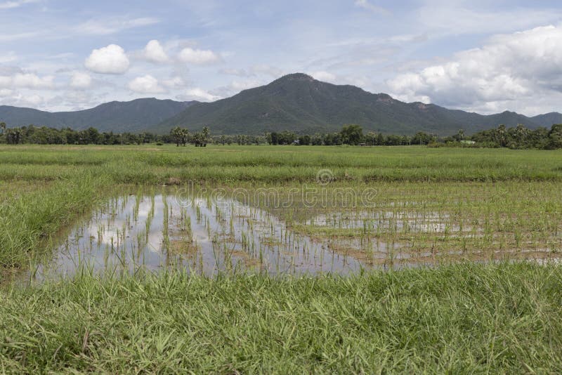 Rice Paddy Field and Mountain Hill Stock Photo - Image of beautiful ...