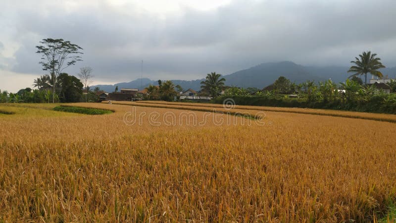Rice in Paddy Field with Mountain View Stock Image - Image of landscape ...