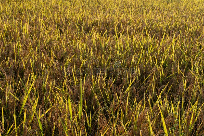 Rice in the Paddy Field that is Ready for Harvest in the Evening Stock ...