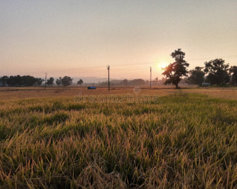 Rice & X28;paddy& X29; Field Ready for Harvest with Grain Stock Image ...