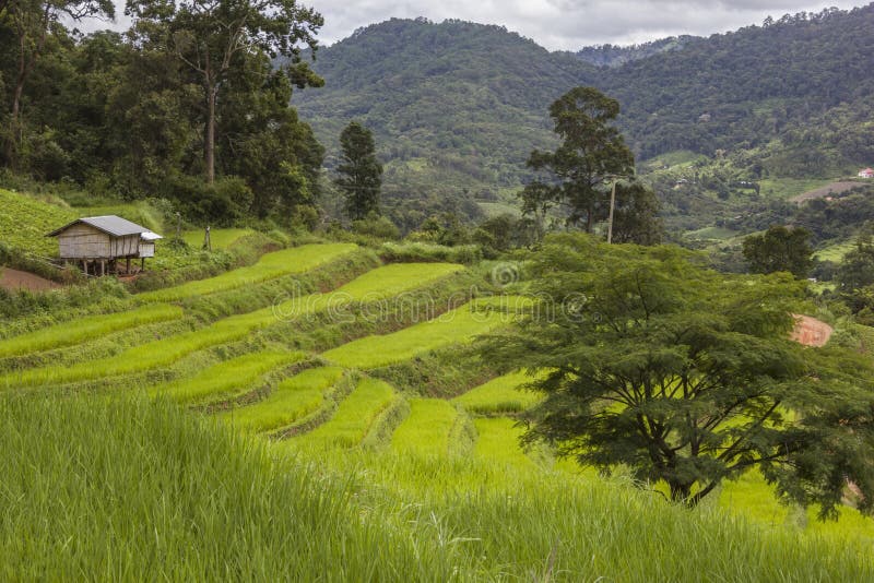 Rice Paddy Field stock image. Image of asia, river, black - 99352629